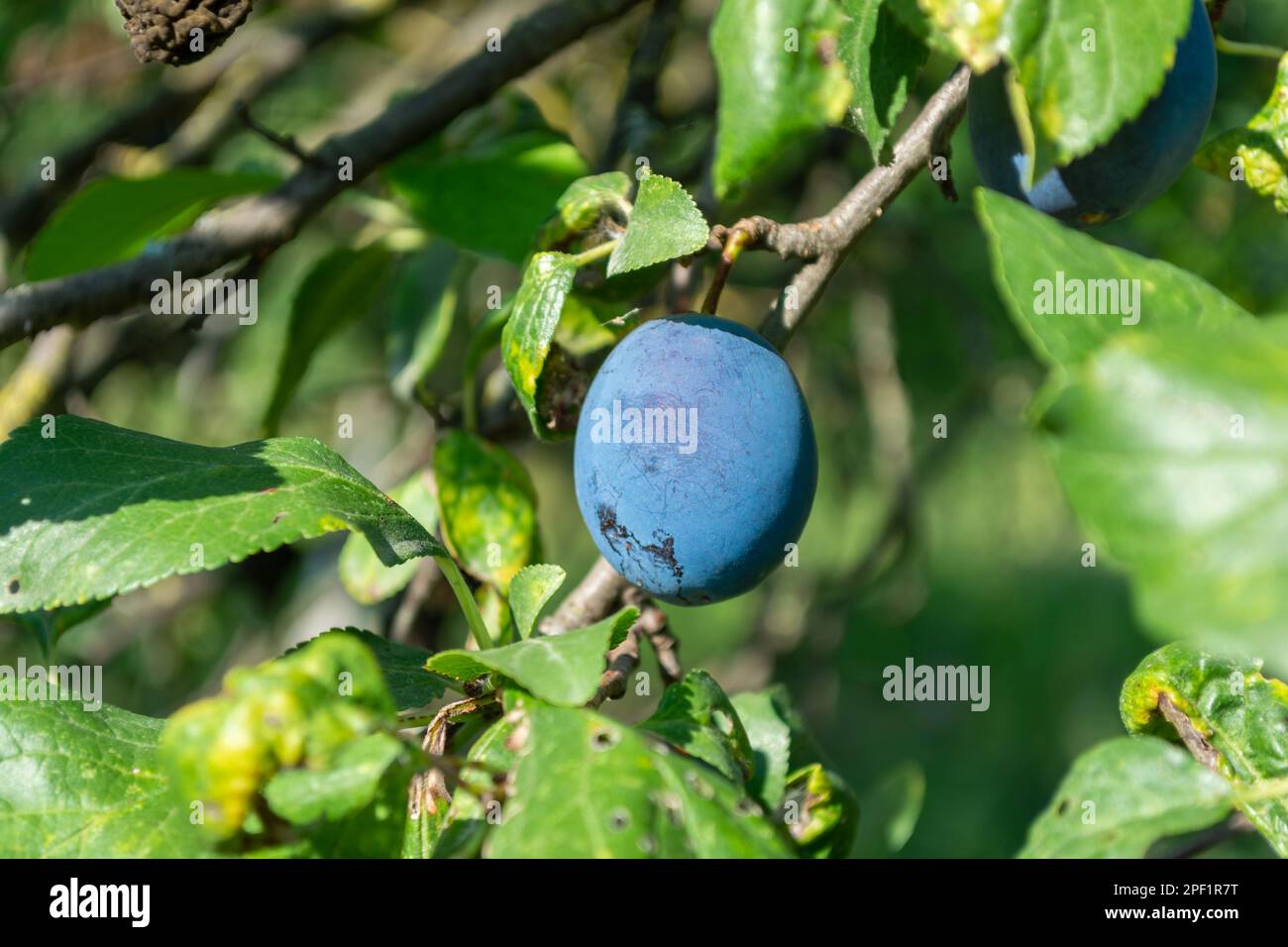 Blue ripe plum on a branch in a green garden. Harvest season. Realistic ...