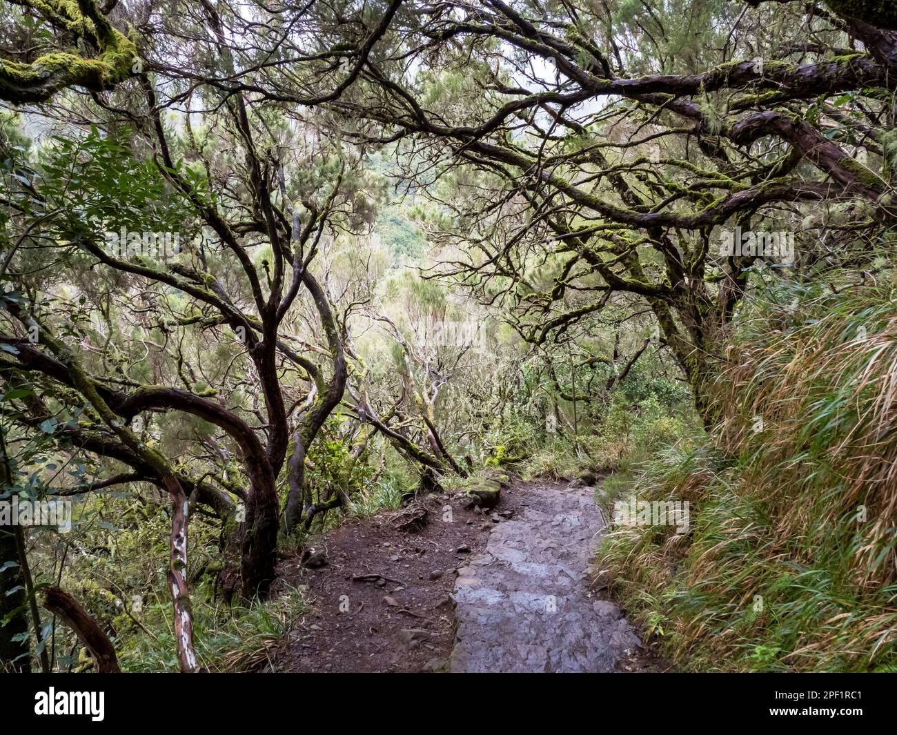 Tree Heather, Erica arborea growing on the highlands near Rabacal ...