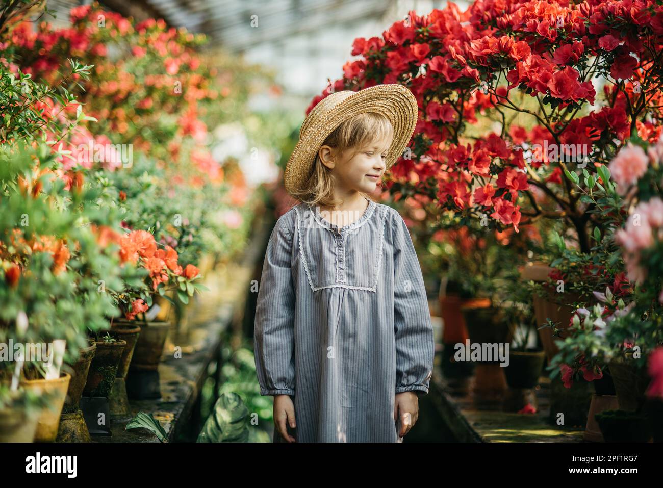 Child planting spring flowers. Little girl gardener plants azalea ...