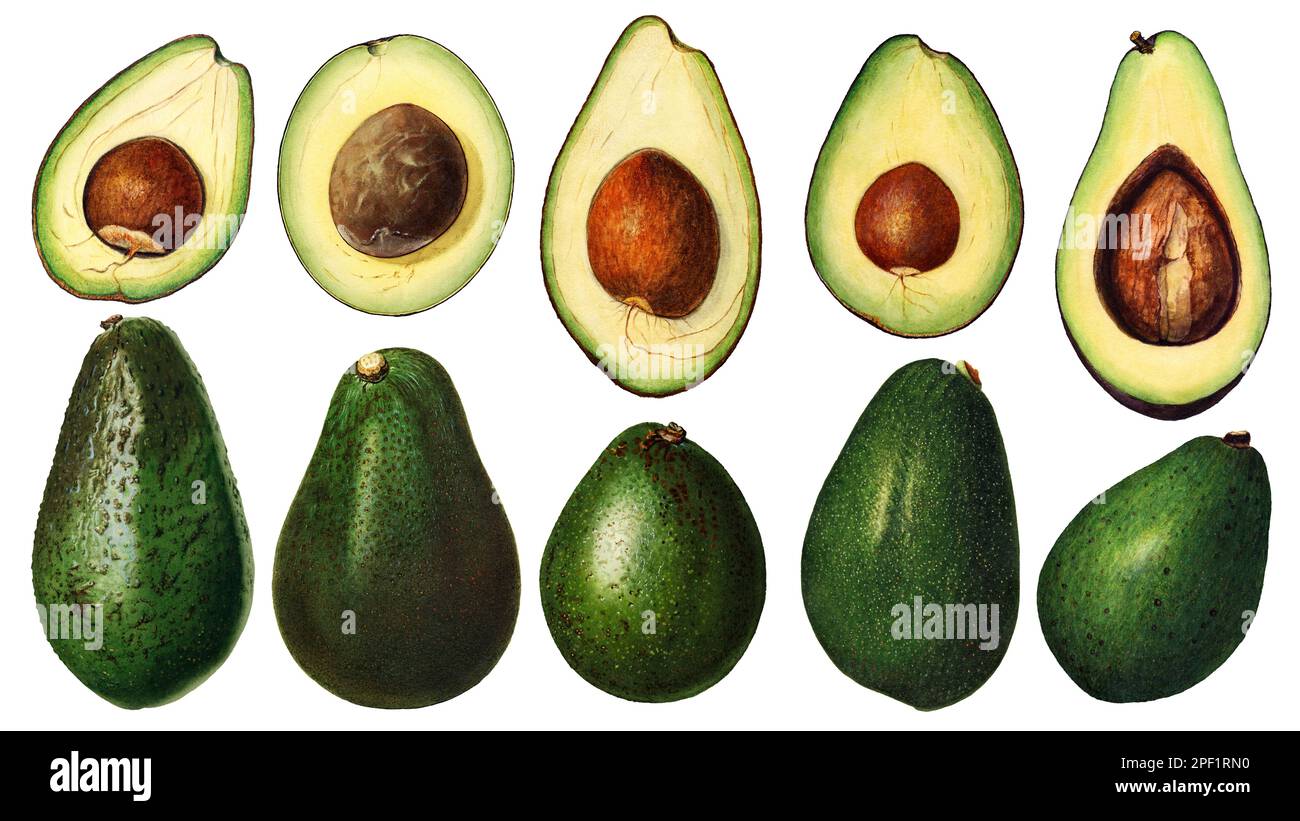 Avocado isolated in white background Stock Photo - Alamy