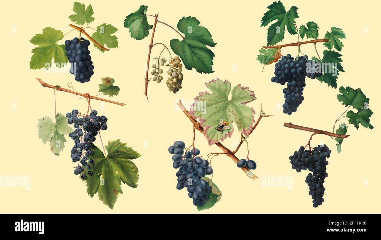 Grapes set isolated in yellow background Stock Photo - Alamy