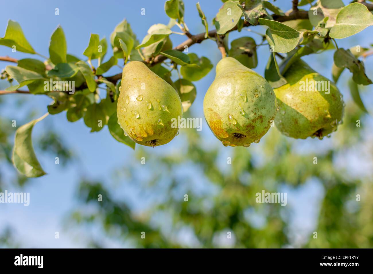 Ripe green wet three pears covered with raindrops in the garden on a ...