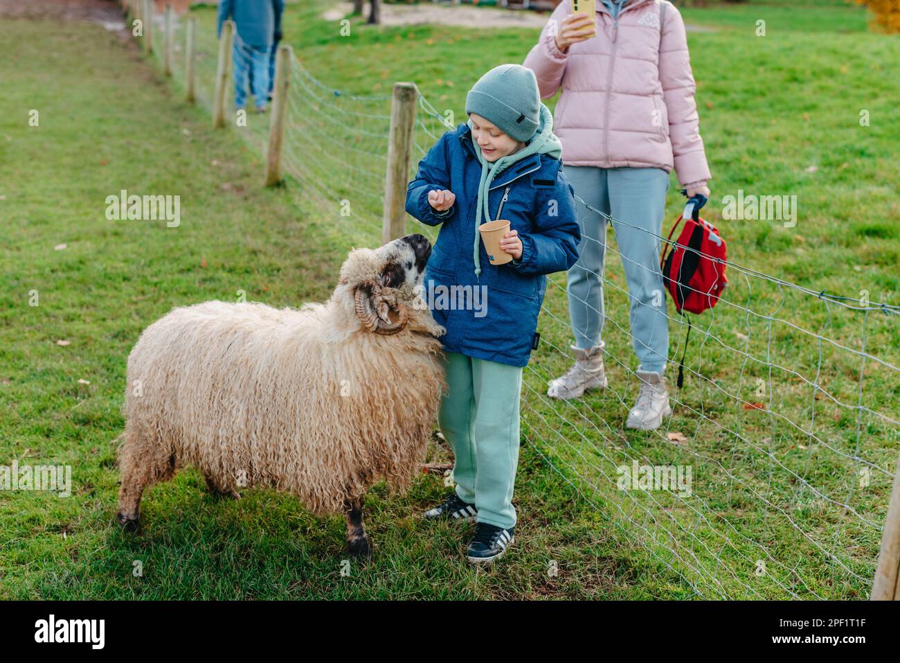 Little caucasian boy feeding ram in a farm. Ram eating grains of cereal ...