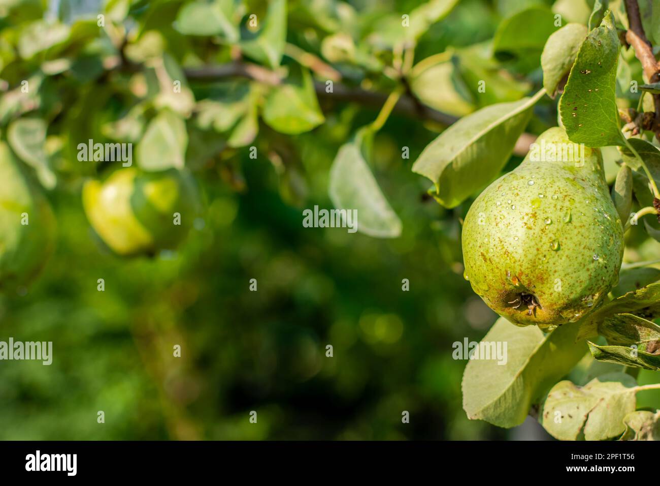 Ripe green wet pear covered with raindrops in the garden on a tree ...