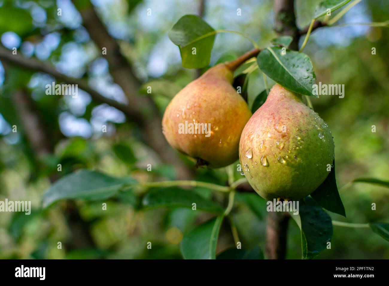 Ripe wet pears with red barrels covered with raindrops on a tree branch ...