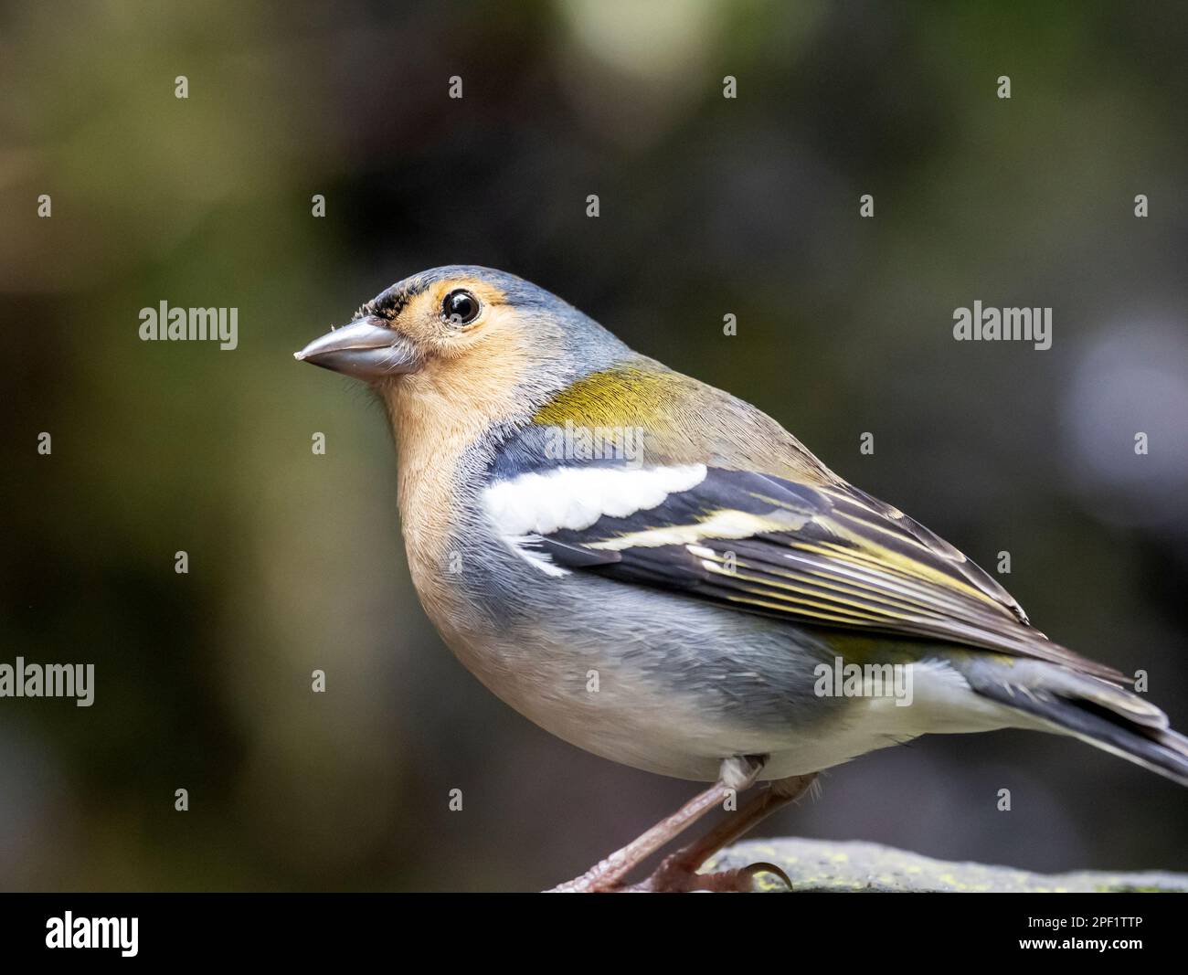 A Madeiran Chaffinch, Fringilla coelebs maderensis on Madeira, a ...