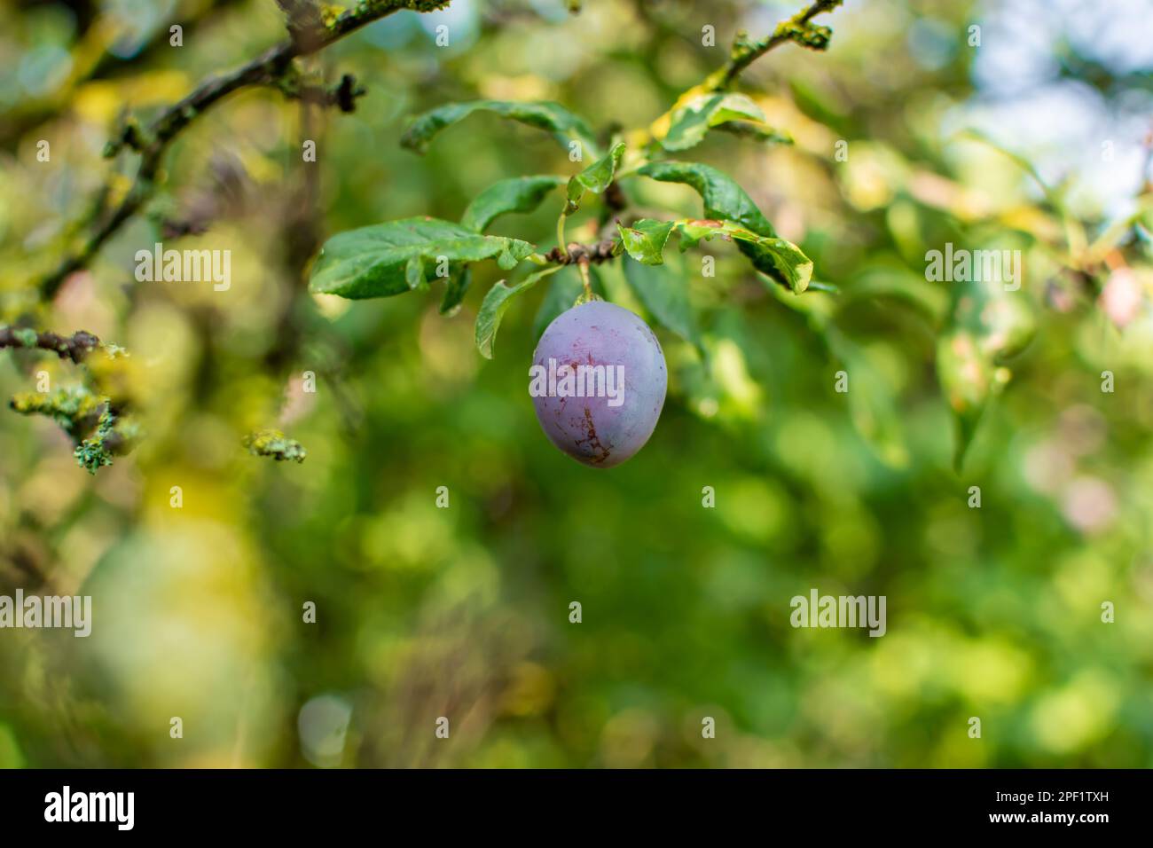 Big one real blue plum on a branch with defects on a blurred green ...