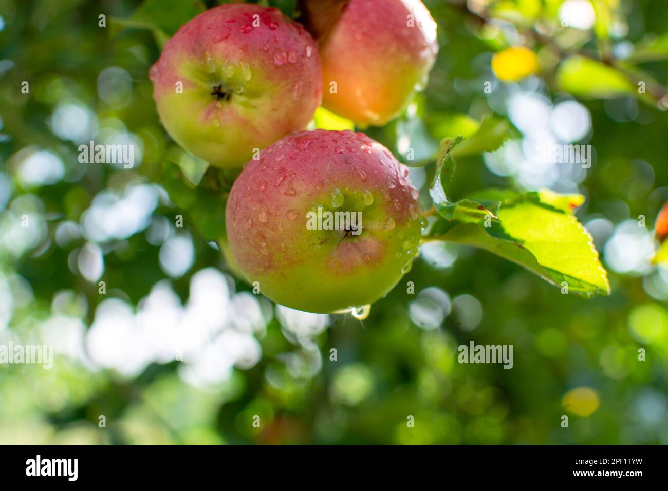 Real apple hi-res stock photography and images - Alamy