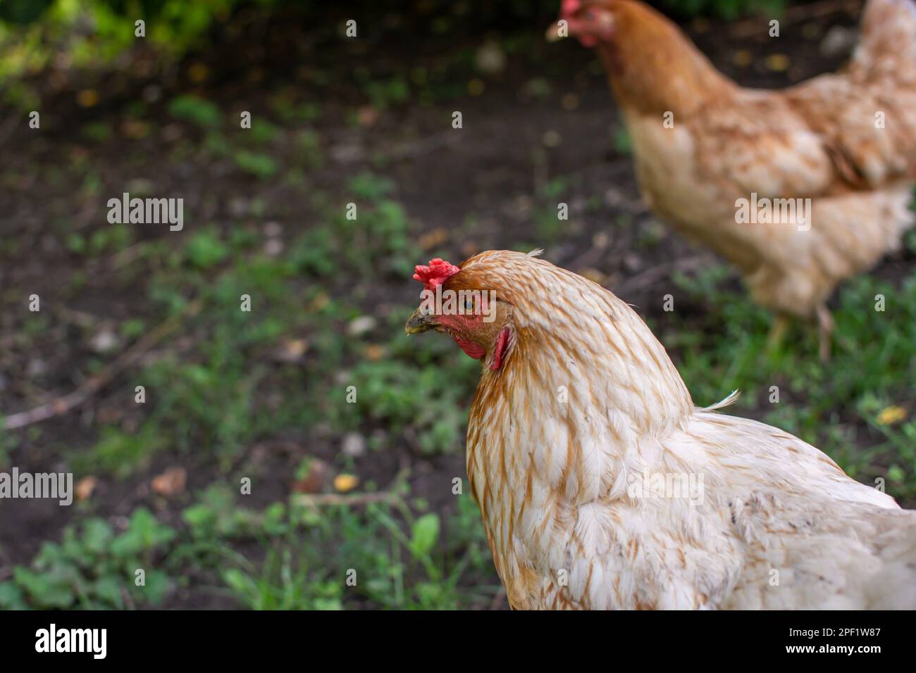 Domestic chickens in the agricultural yard. The chicken looks into the ...