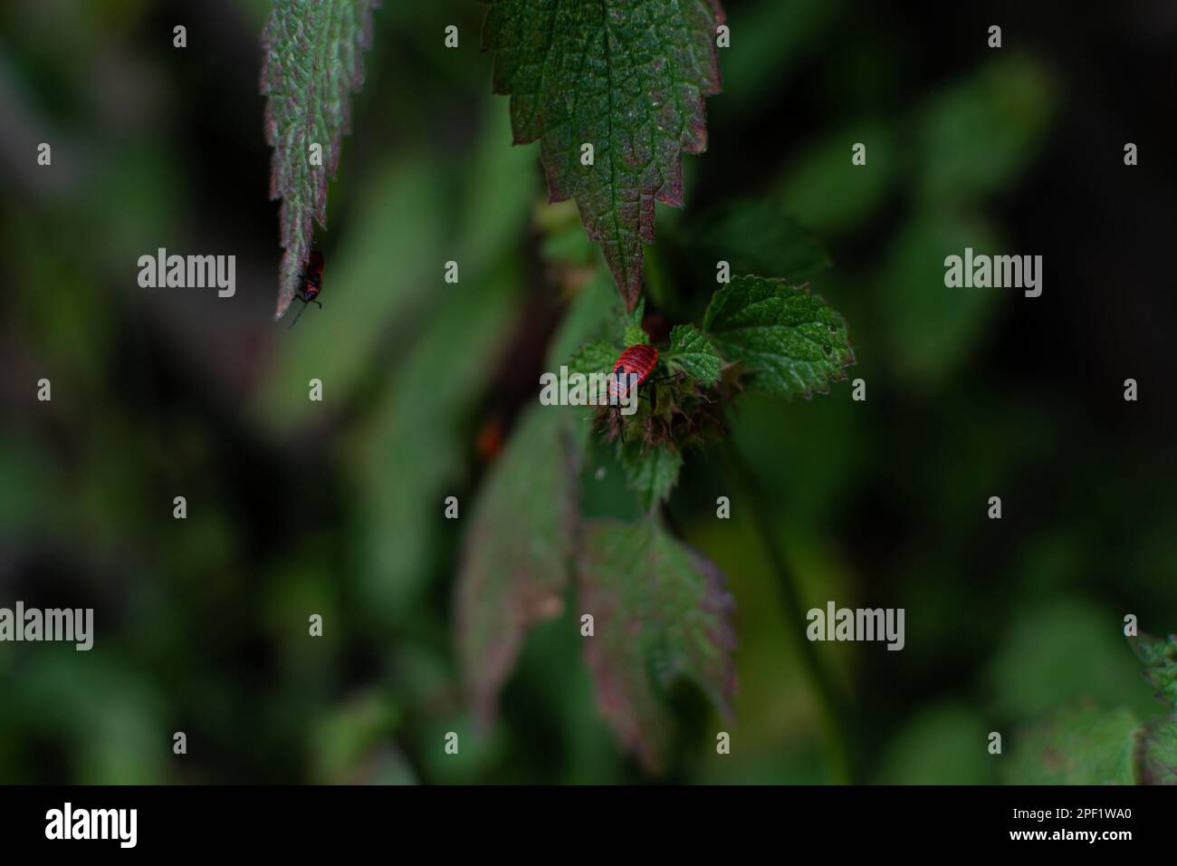 Pyrrhocoris apterus. Red bug on a branch of nettle in the shade on a ...