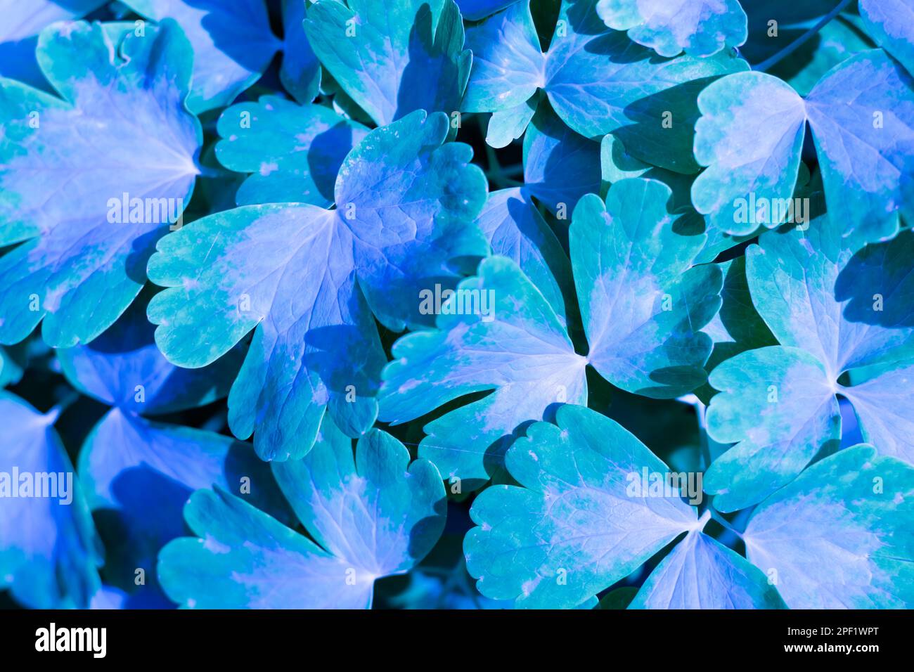 Turquoise color tones hi-res stock photography and images - Alamy