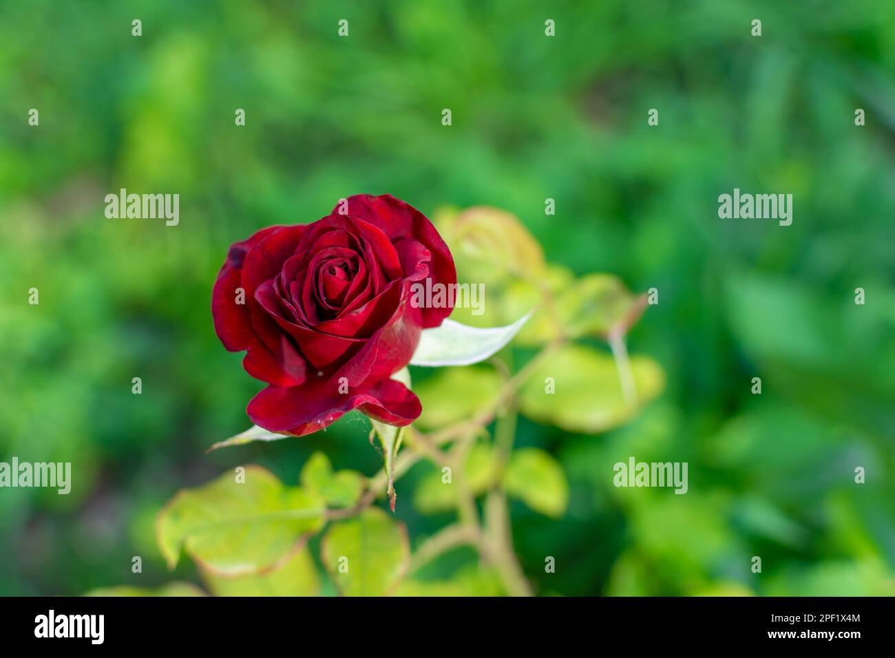 Close-up of a burgundy rose on a stem against a blurred green ...