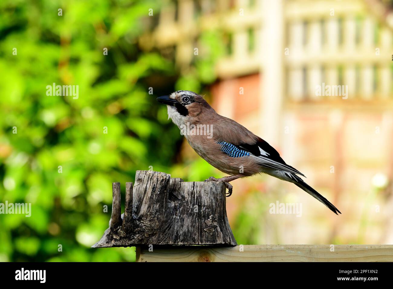 Jay ponds hi-res stock photography and images - Alamy
