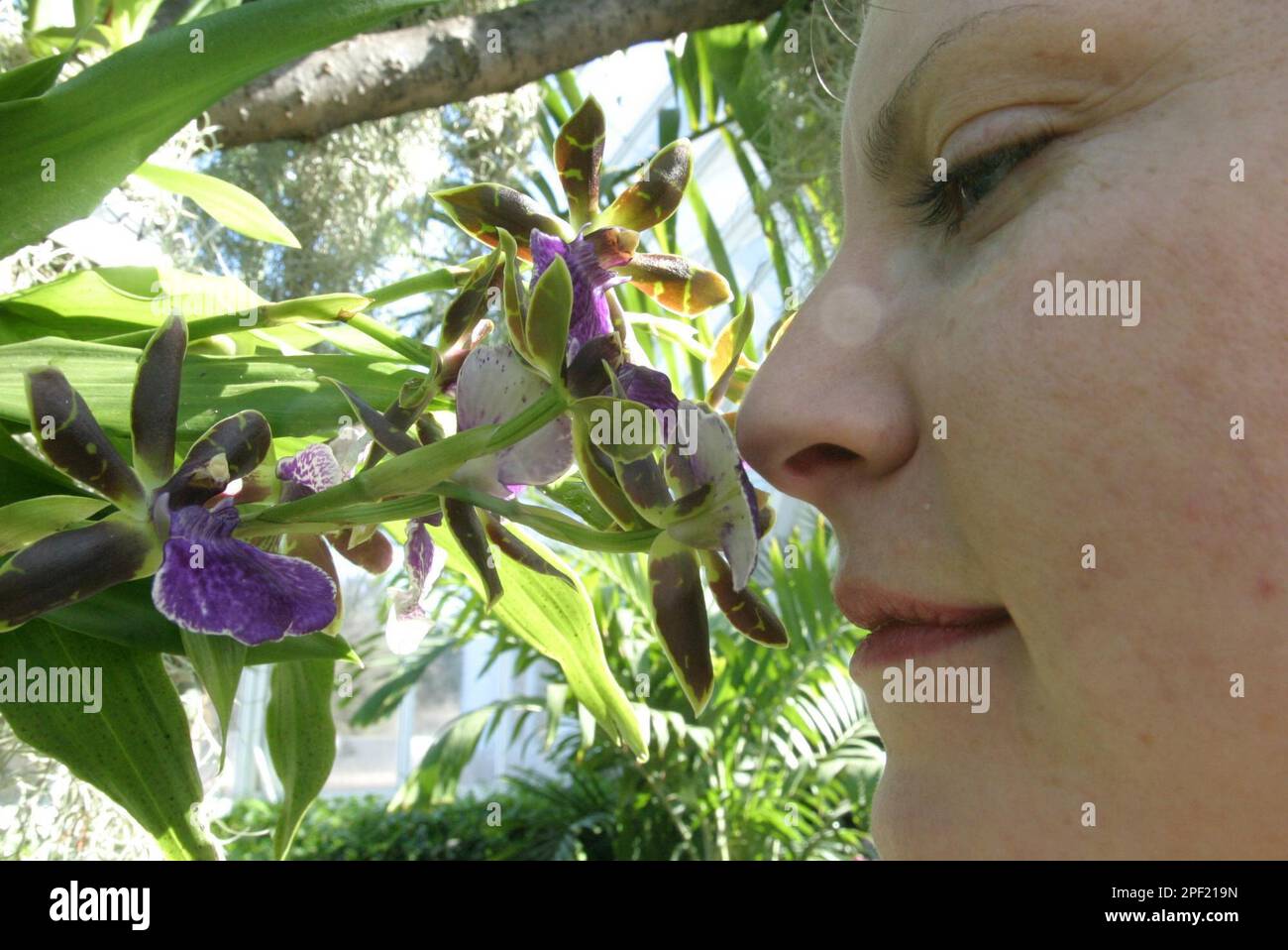 Janelle Holdren, of New York, smells a fragrant orchid on the opening day of the Orchid Show at ...