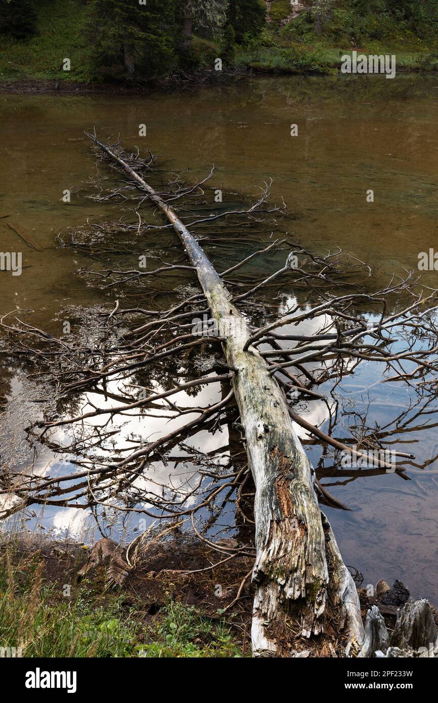 Dead tree fallen lake hi-res stock photography and images - Alamy