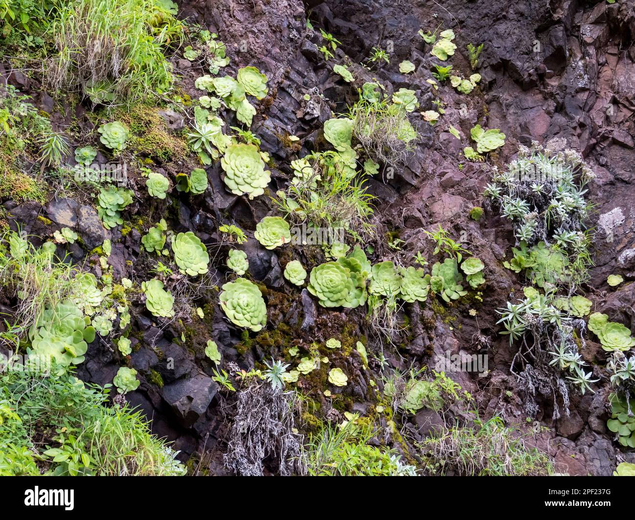 Plants growing on rocks hi-res stock photography and images - Alamy