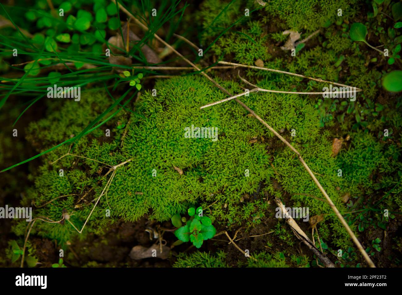Moss on soil Stock Photo - Alamy
