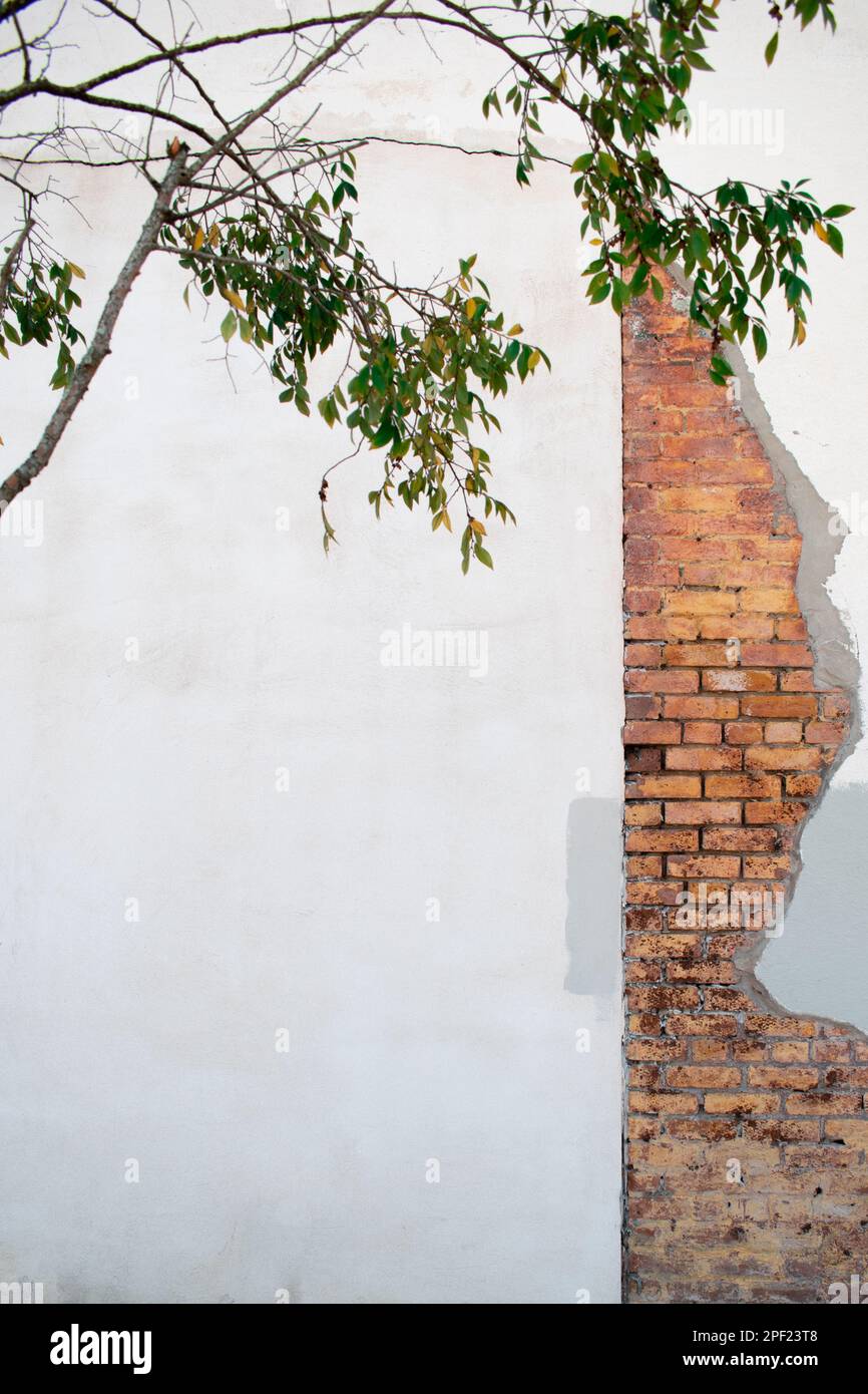 Stucco wall with exposed vintage brick and over hanging tree branches ...