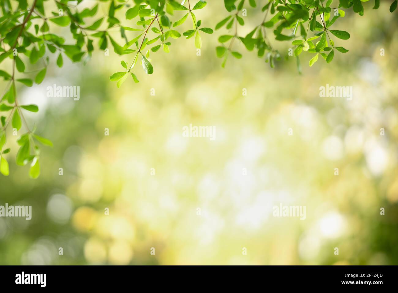 Beautiful nature view green leaf on blurred greenery background under ...