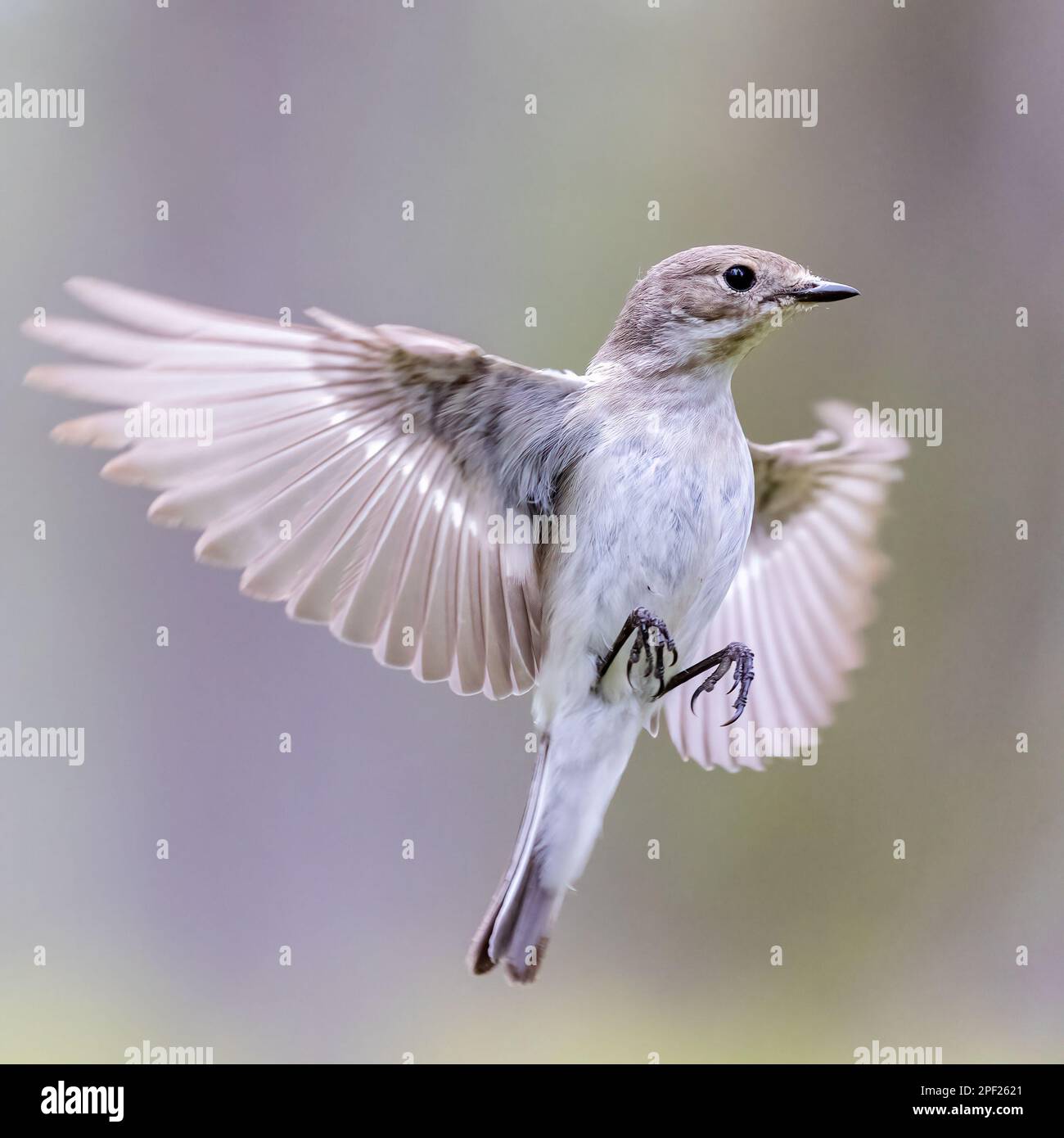European pied flycatcher Stock Photo - Alamy