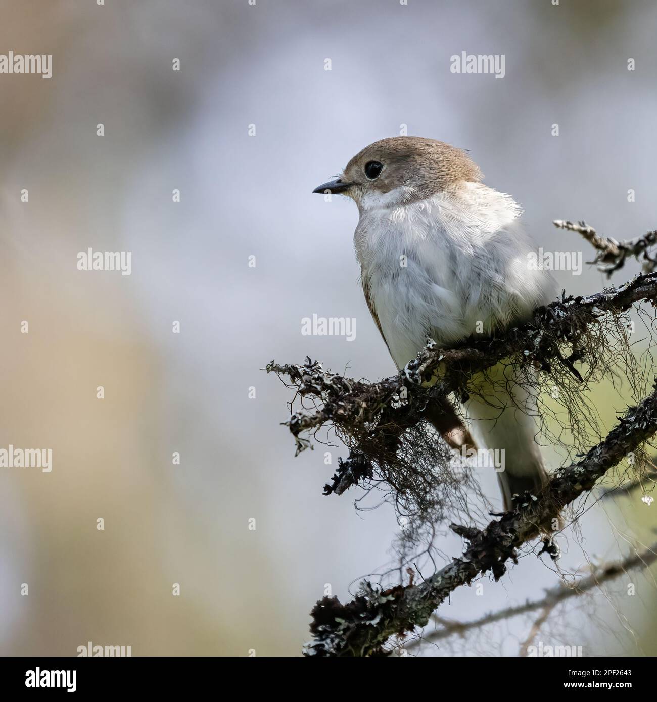 Female european pied flycatcher hi-res stock photography and images - Alamy