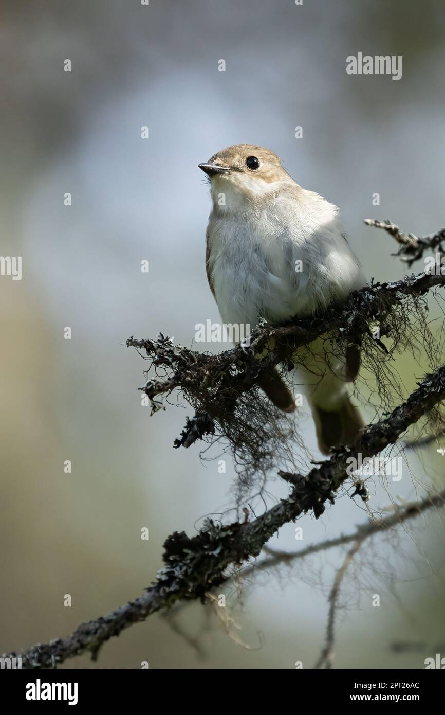 Female european pied flycatcher hi-res stock photography and images - Alamy
