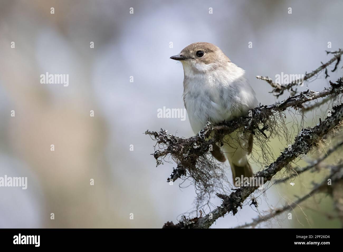 Little pied flycatcher hi-res stock photography and images - Alamy