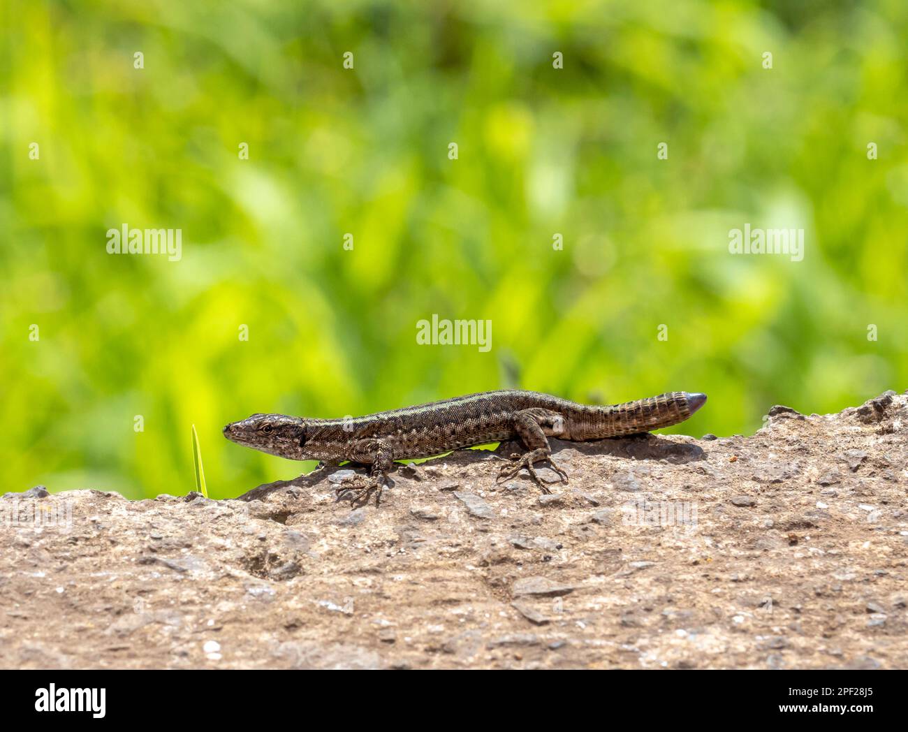 A Madeiran wall lizard; Teira dugesii, that has lost its tail to a ...
