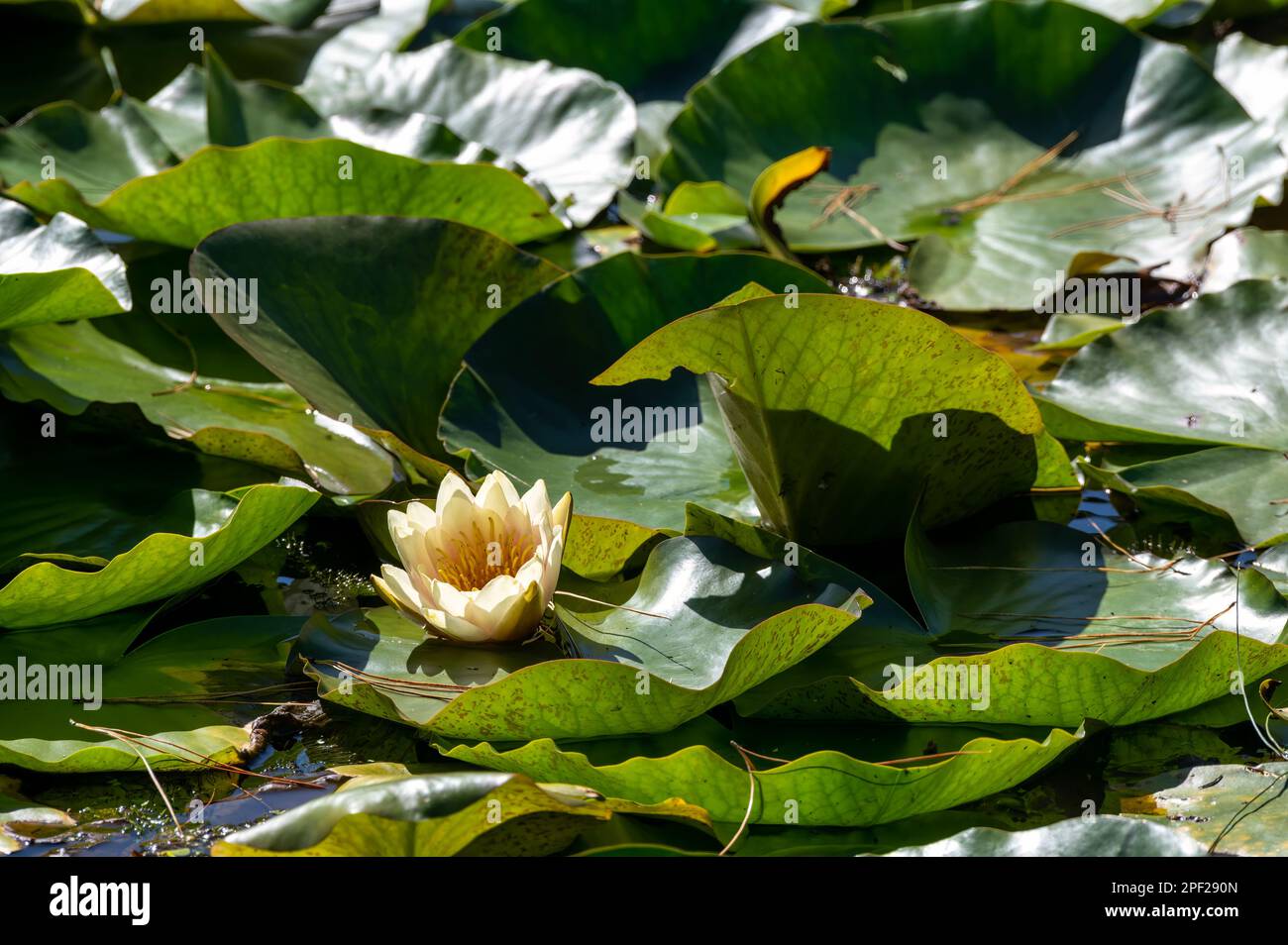 A single water lily flower amidst many leaves, on a lake in Kapiti, New ...