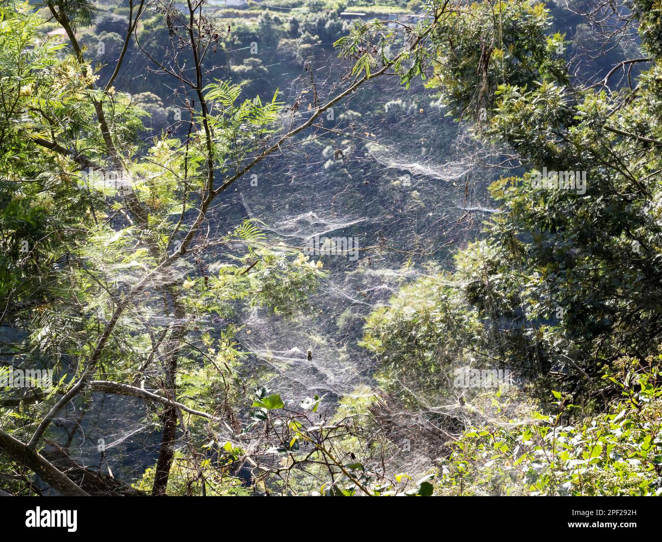 Large spiders webs in Marocos in Madeira Stock Photo - Alamy