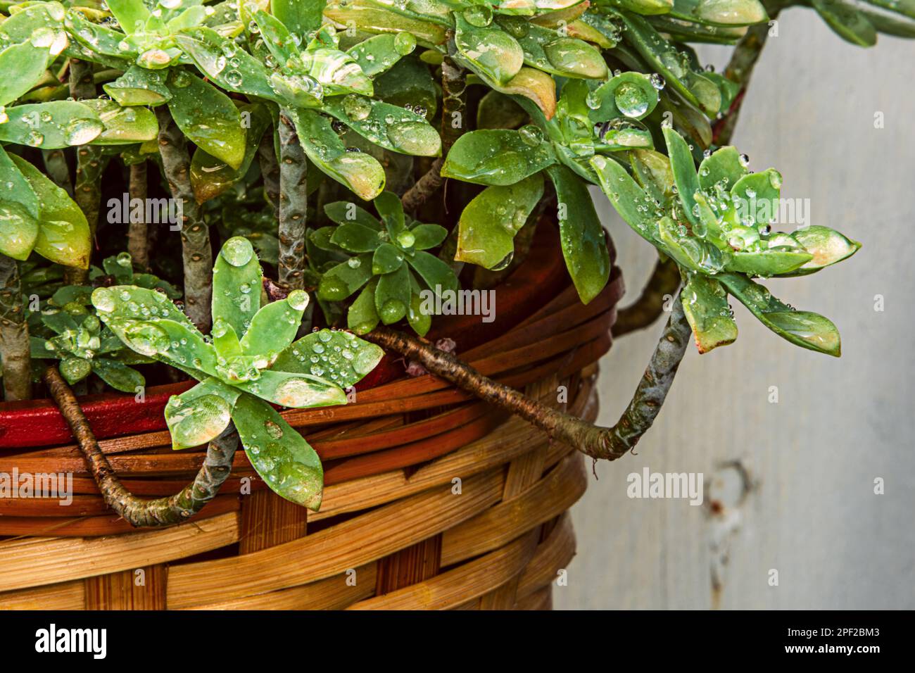 A wicker basket as a pot for succulent plants with water drops and a ...