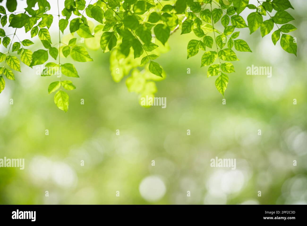 Beautiful nature view green leaf on blurred greenery background under ...