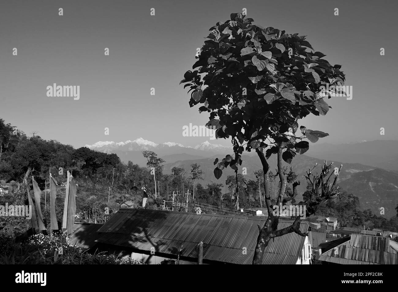 Sikkim tree hi-res stock photography and images - Alamy