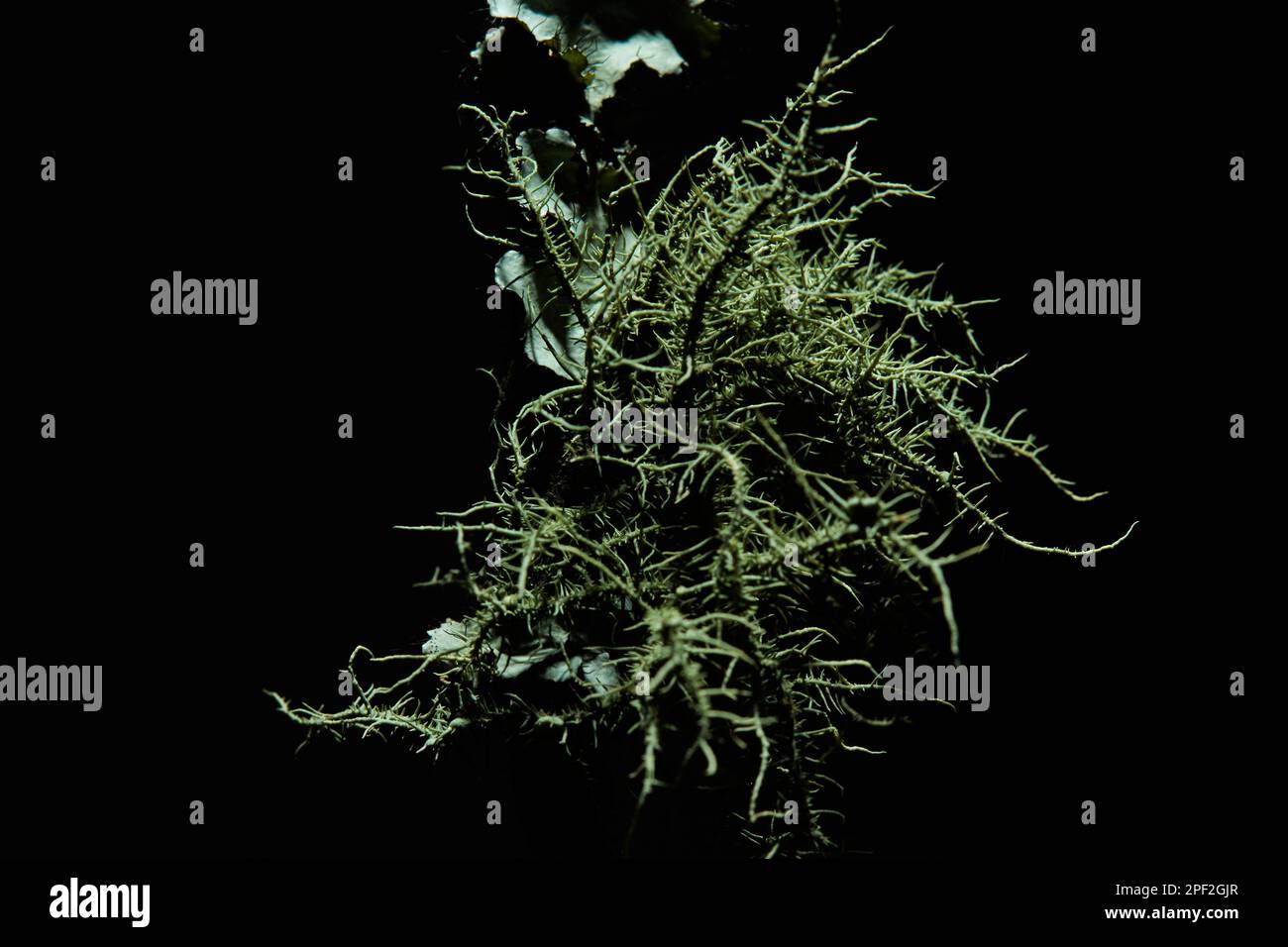 Lichens - arises from algae or cyanobacteria living among filaments of ...