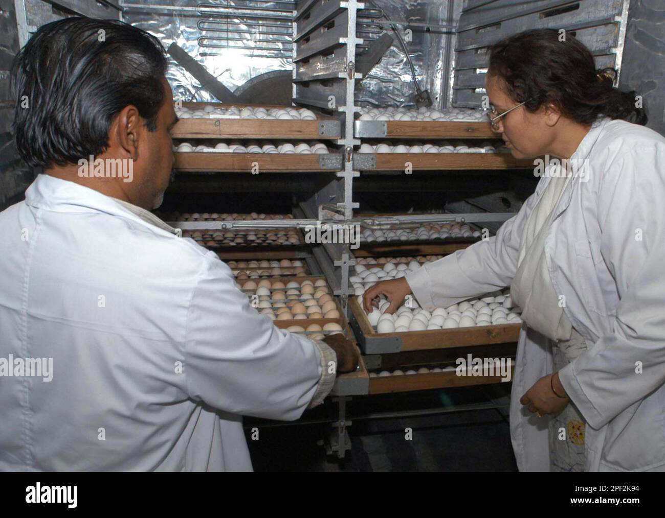 Technicians of Poultry Research Institute check eggs in incubator in ...