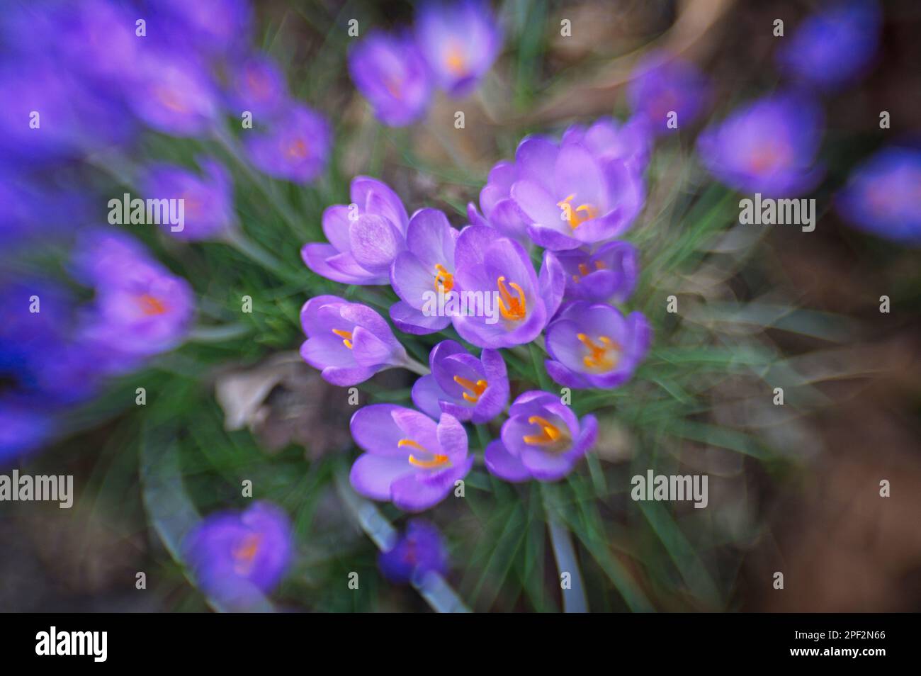 Spring flowersflowers hi-res stock photography and images - Alamy