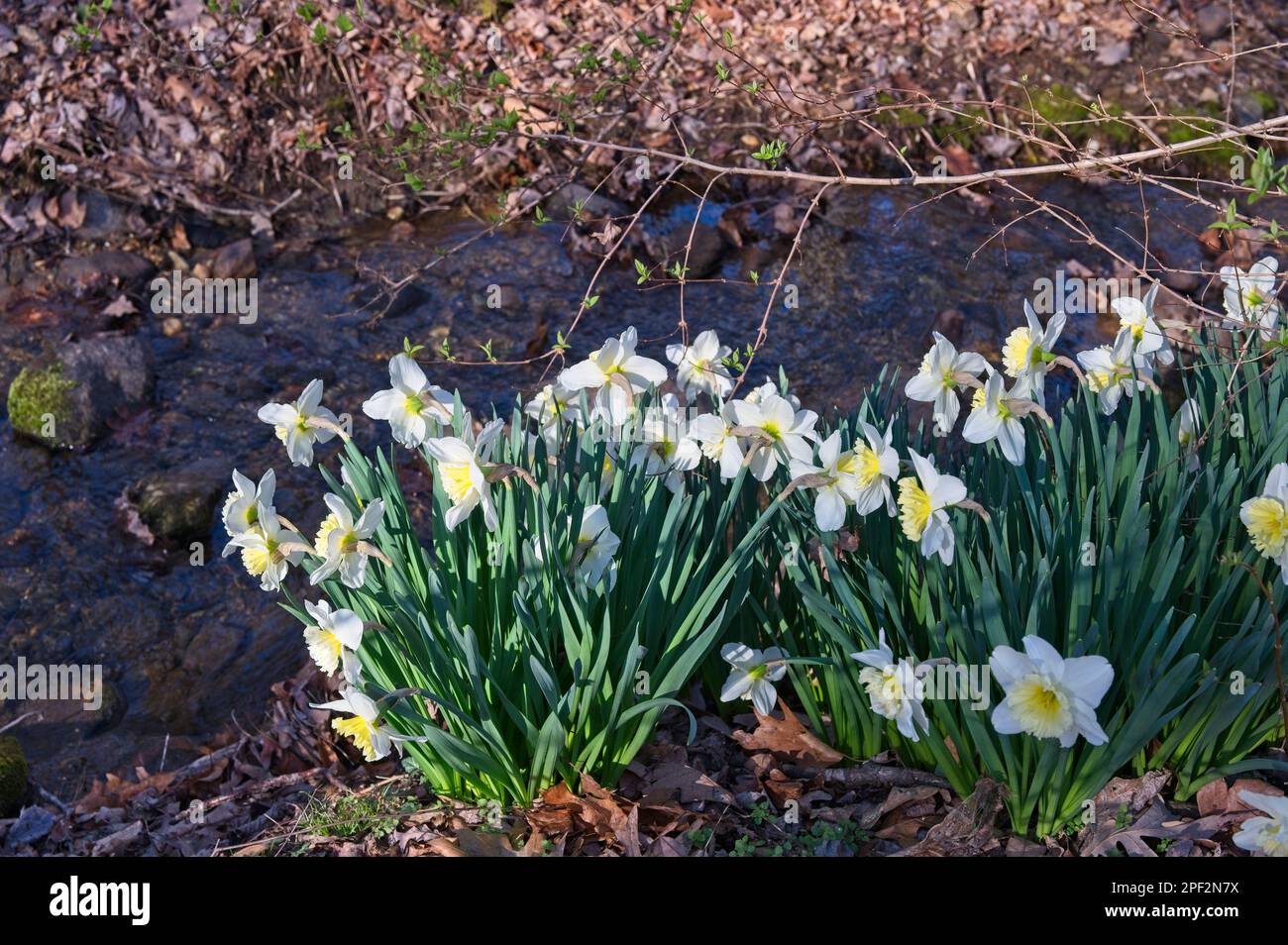 March 9, 2023: Remembering Susan Farmer as these daffodils that were ...