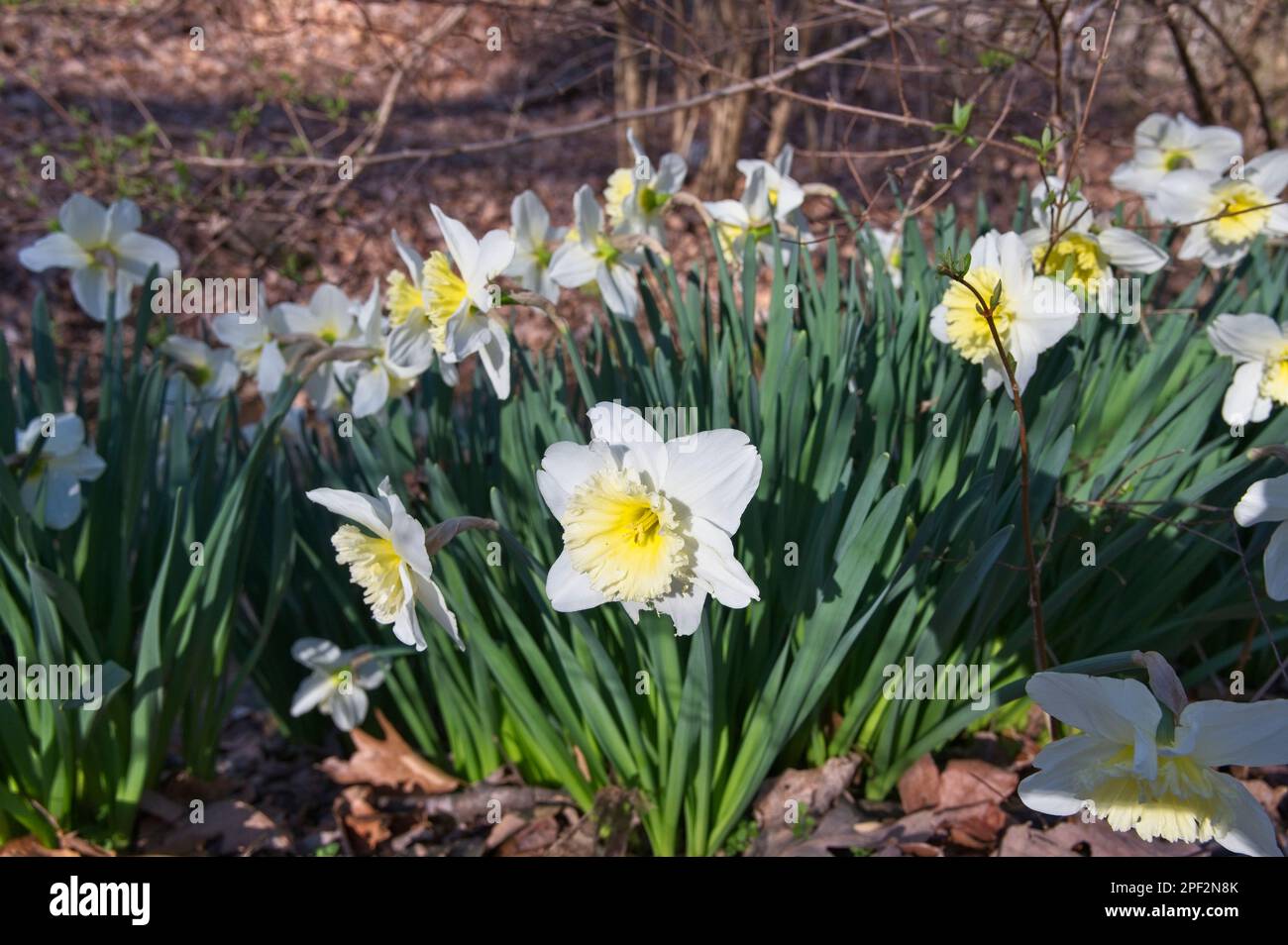 March 9, 2023: Remembering Susan Farmer as these daffodils that were ...
