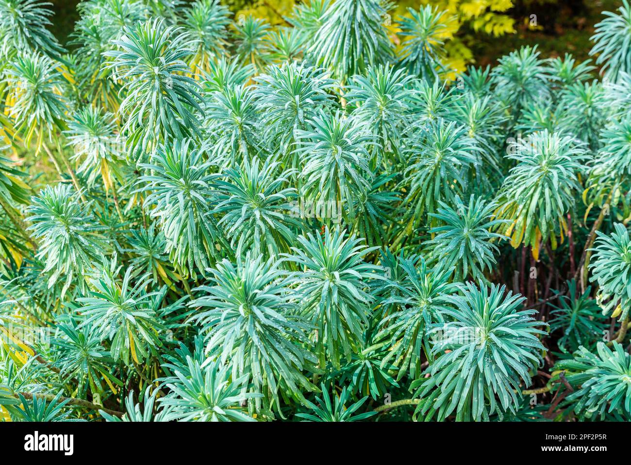 Euphorbia characias flower of the euphorbiaceae family in a park of ...