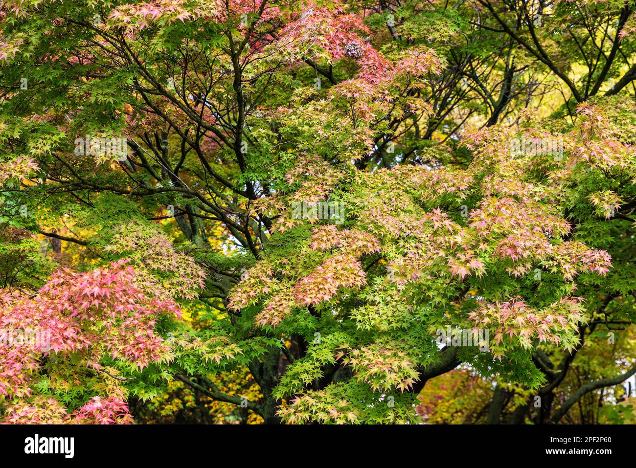 Leafy tree in a park of Vienna, Austria as background Stock Photo - Alamy