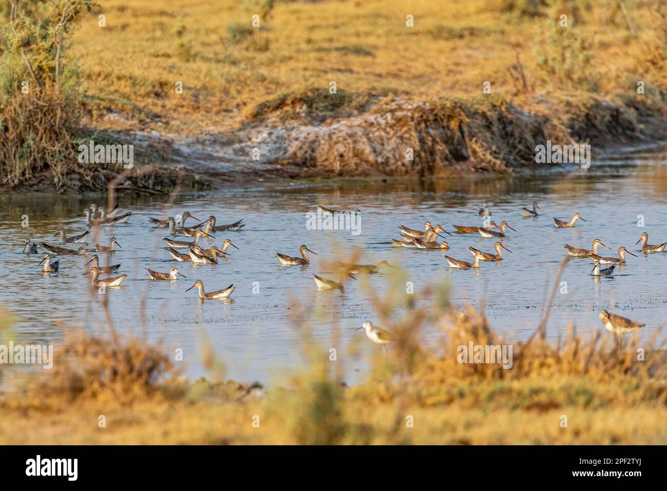 Spotted red Shank roaming in a wet land Stock Photo - Alamy