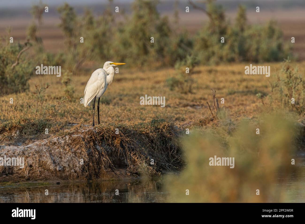 Egret shape hi-res stock photography and images - Alamy