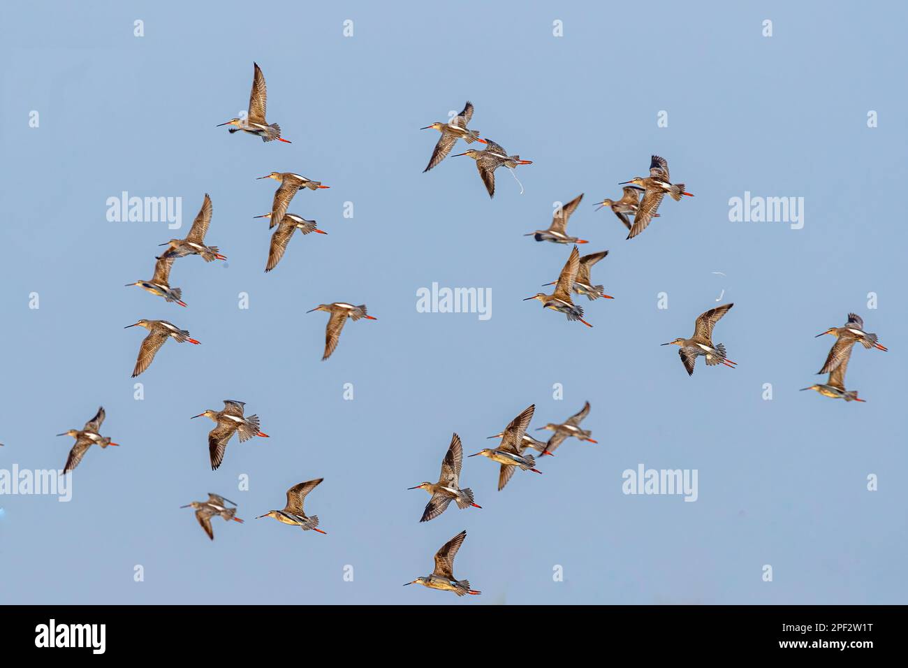Spotted red shank hi-res stock photography and images - Alamy