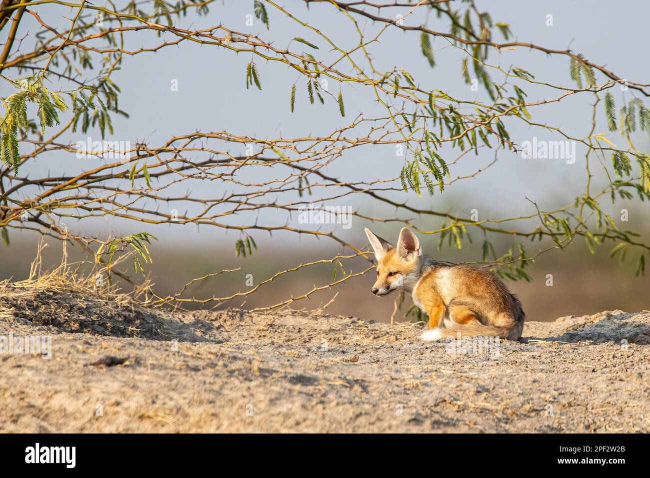 Juvenile of desert fox enjoying early sun Stock Photo - Alamy