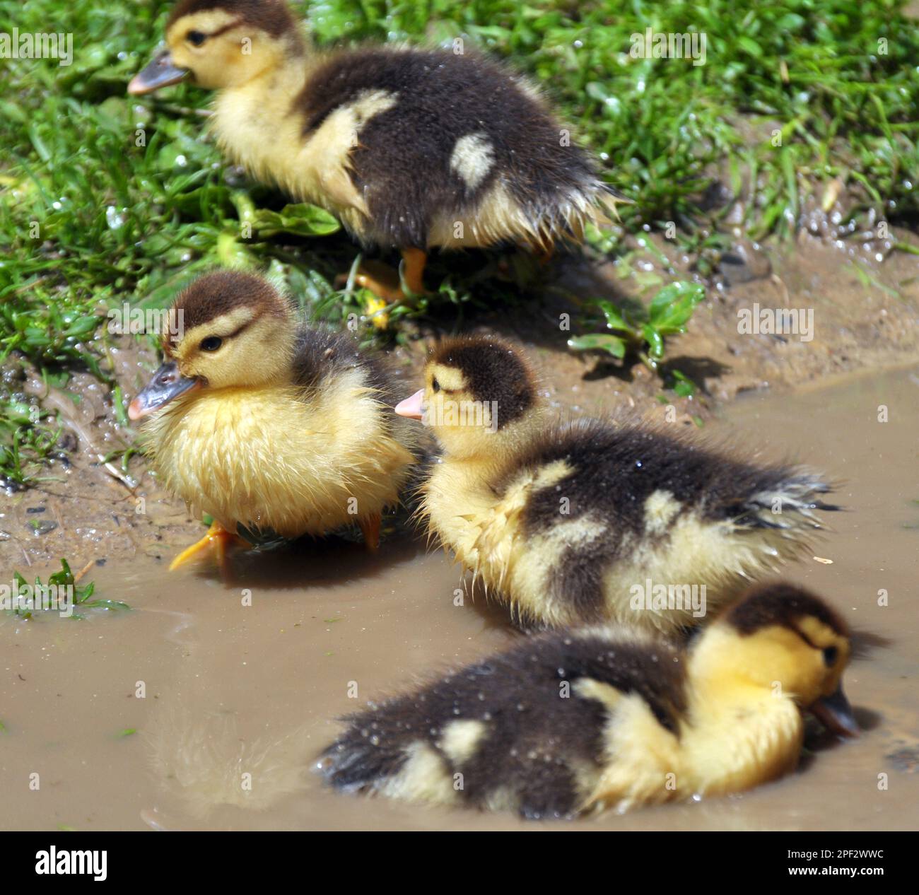 Young offspring of musk ducks, Cairina moschata Stock Photo - Alamy