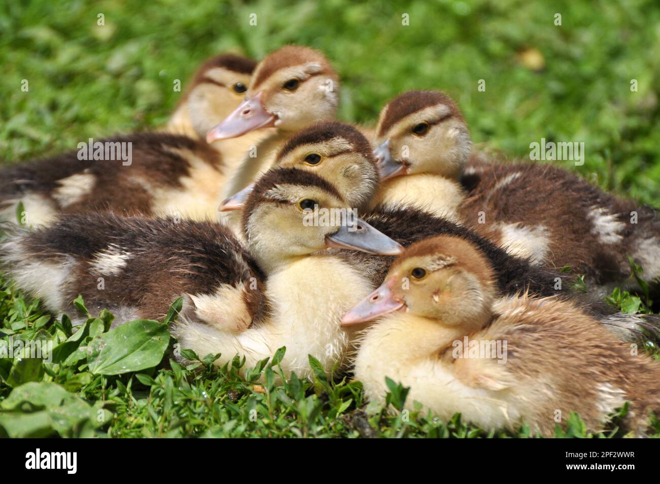 Young offspring of musk ducks, Cairina moschata Stock Photo - Alamy