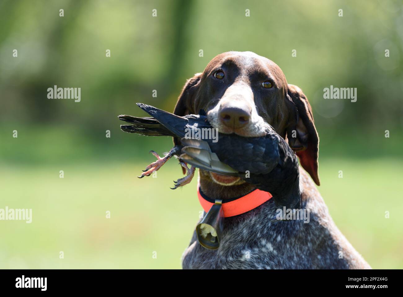 Golden retriever duck in mouth hi-res stock photography and images - Alamy