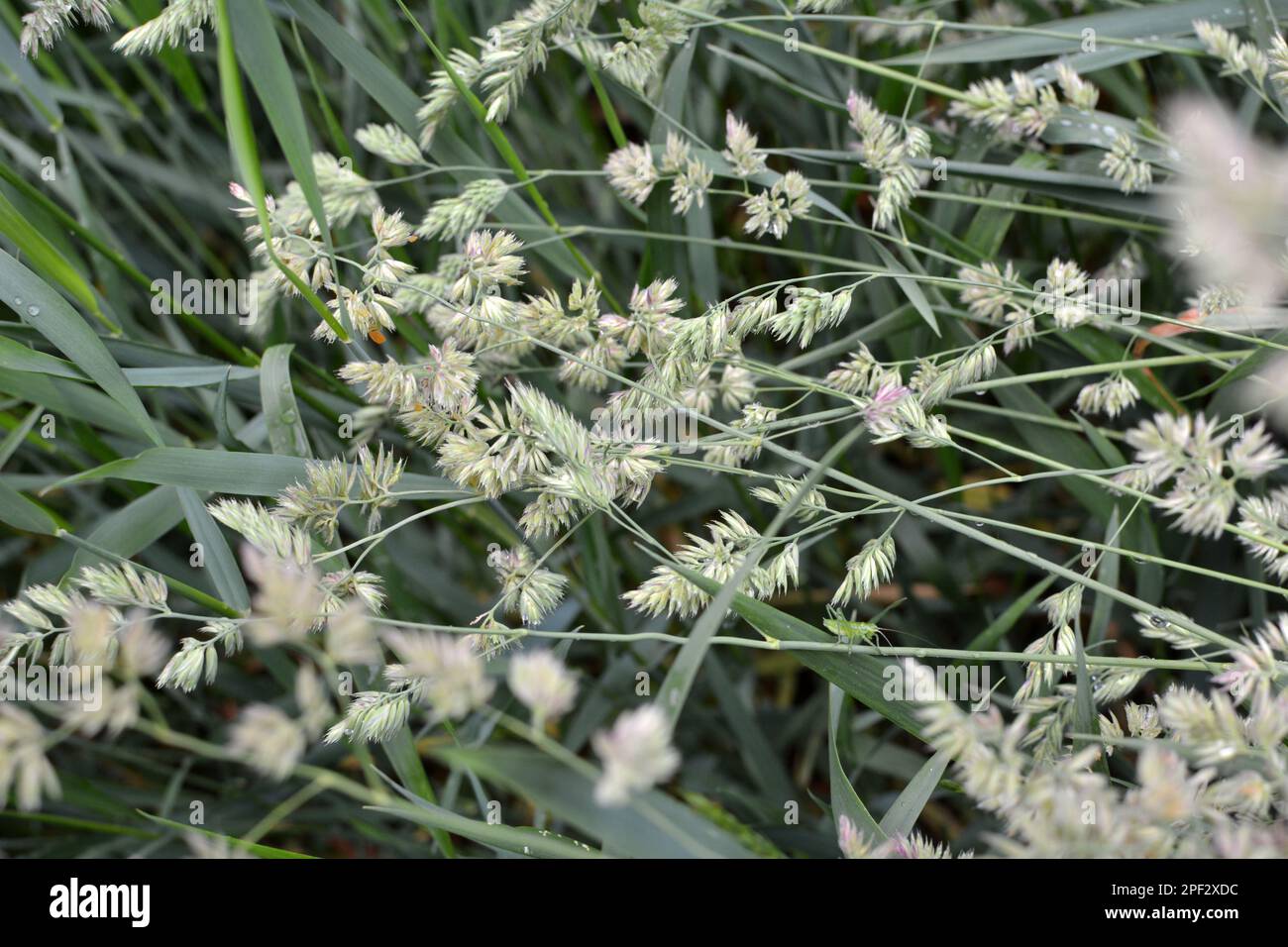 Valuable forage grass Dactylis glomerata grows in nature Stock Photo ...
