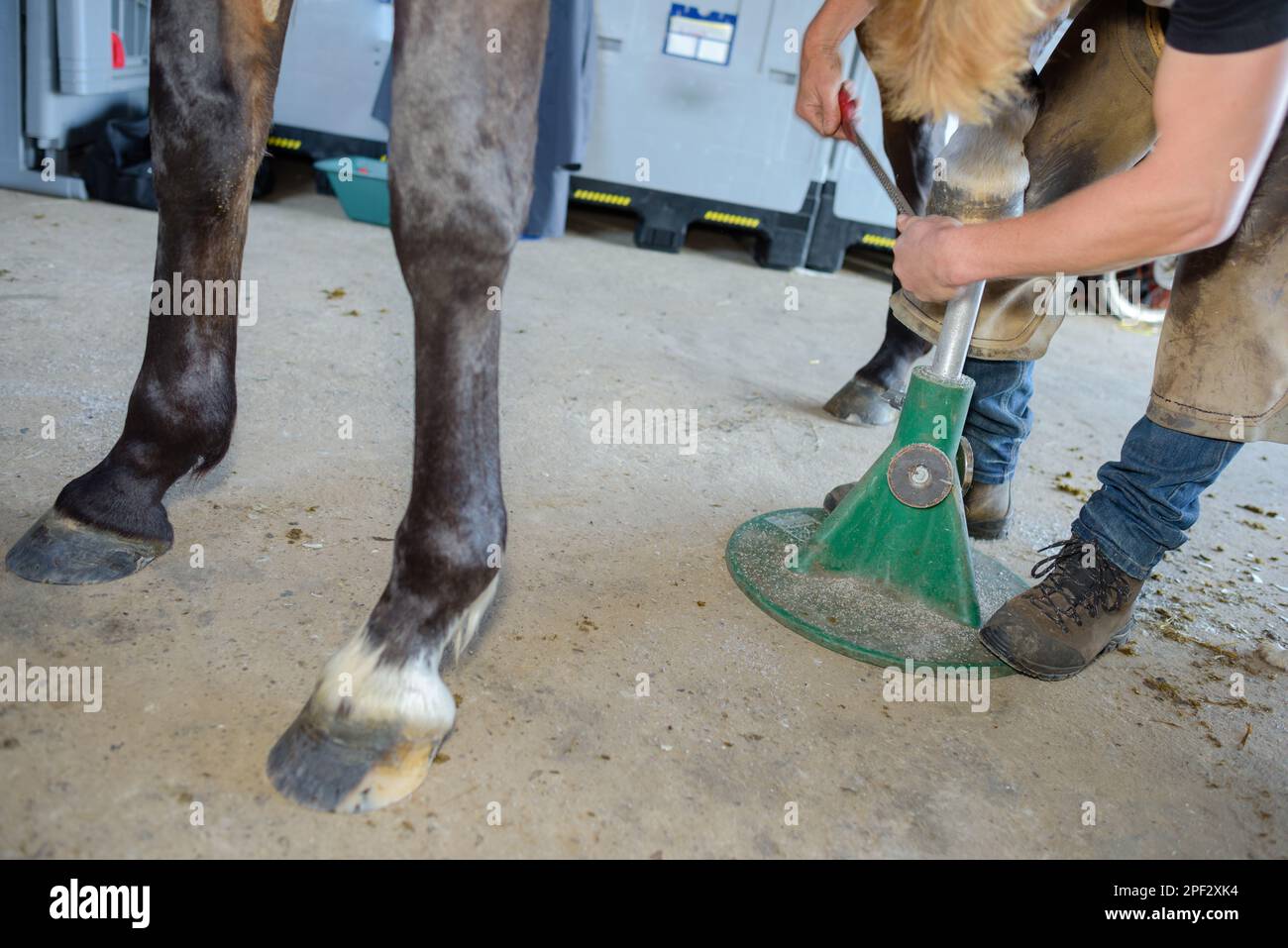 Farrier working on horse's hoof Stock Photo - Alamy