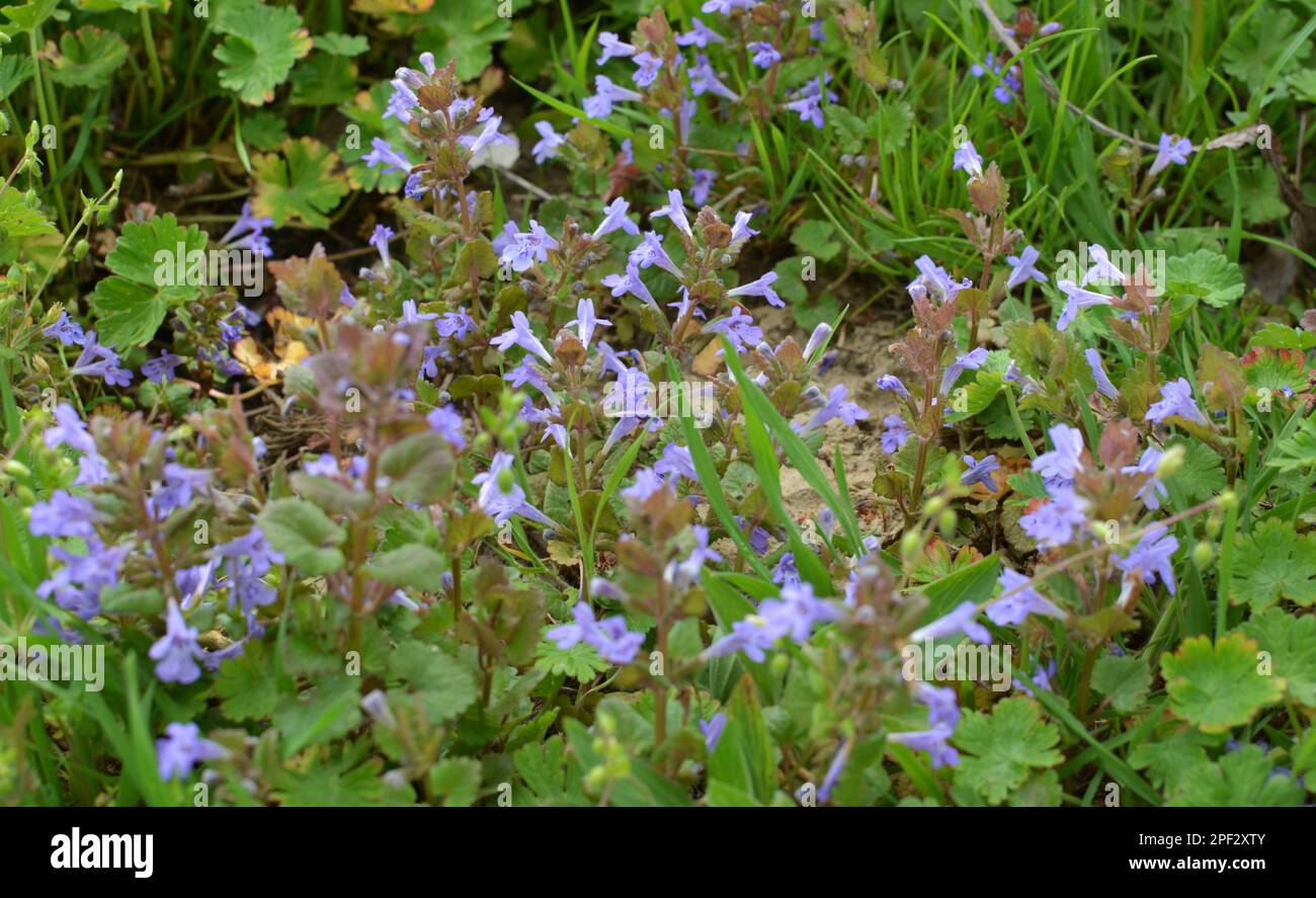 In spring, Glechoma hederacea grows and blooms in the wild Stock Photo ...